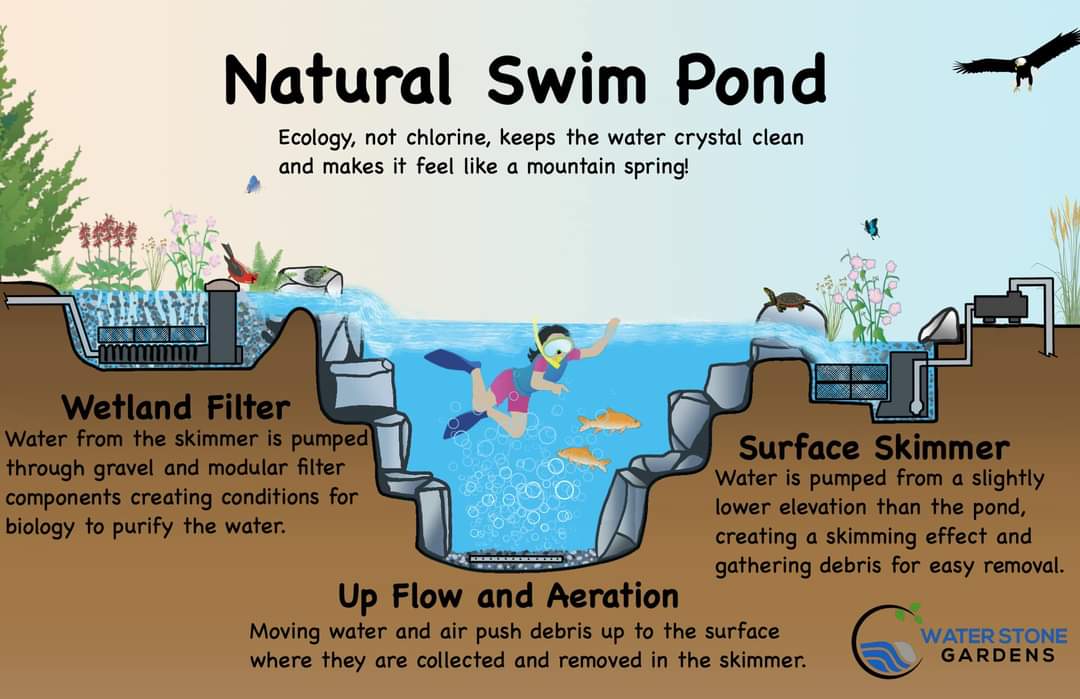 Recreational Ponds | Garden State Koi Pond & Waterfall Design Center Recreational Ponds | Garden State Koi Pond & Waterfall Design Center
